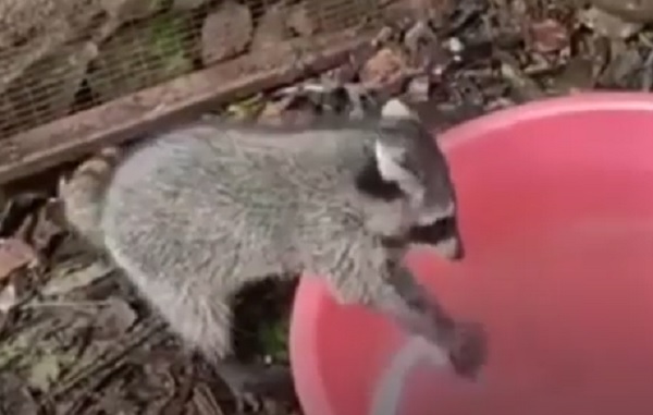 VIDEO: Mapaches aprenden a lavarse las manos y son ejemplo - Sitio.media